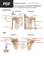 Endoskeleton of The Chicken | PDF | Vertebra | Vertebral Column