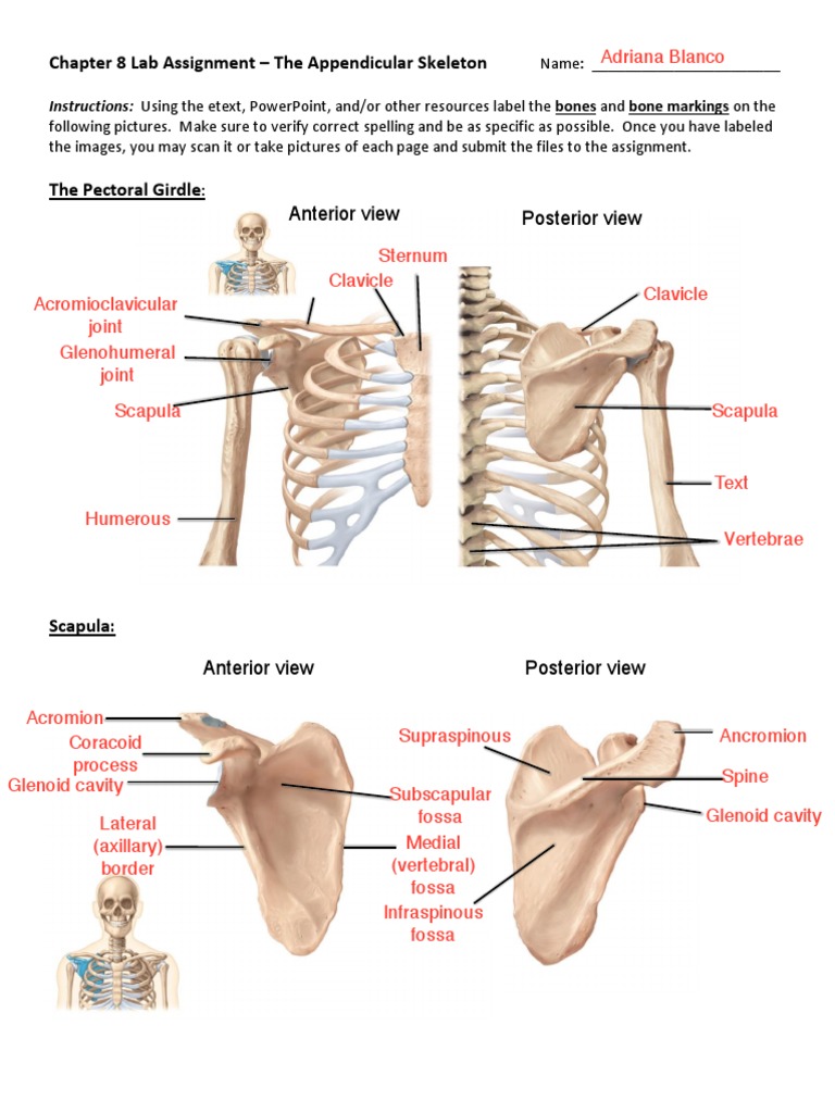 Chapter 8 Lab Assignment - Appendicular Skeleton Labeling | PDF | Pelvis | Human Anatomy