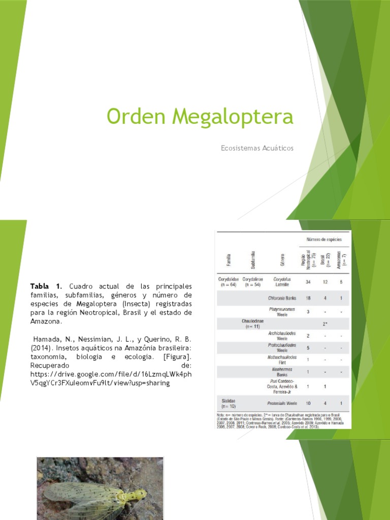Orden Megaloptera | PDF | Larva | Insectos