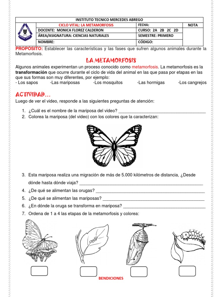 Actividades de Metamorfosis para Niños | PDF | Estudios de idiomas ...