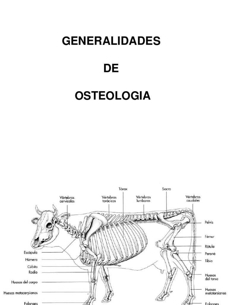Anatomía Osteológica Bovina | PDF | Sistema musculoesquelético ...