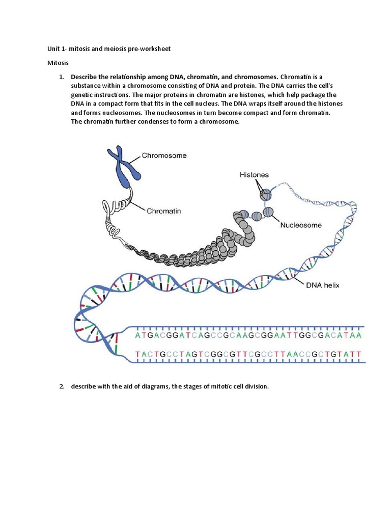 Mitosis and Meiosis Pre-Worksheet | PDF | Meiosis | Mitosis