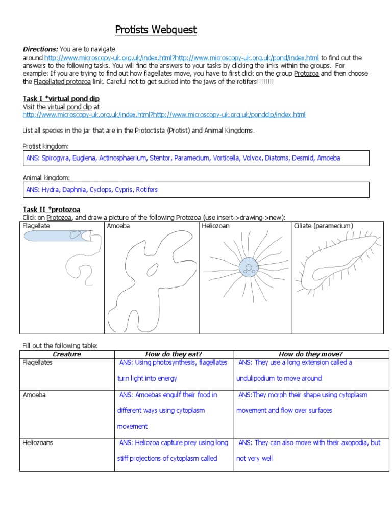 Protists Webquest and Virtual Pond Dip | PDF | Algae | Protozoa