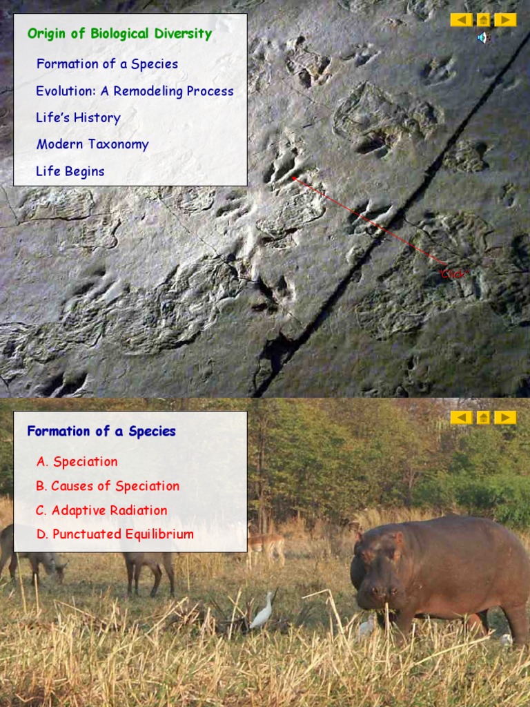 Understanding Speciation and Evolution | PDF | Evolution | Life Sciences