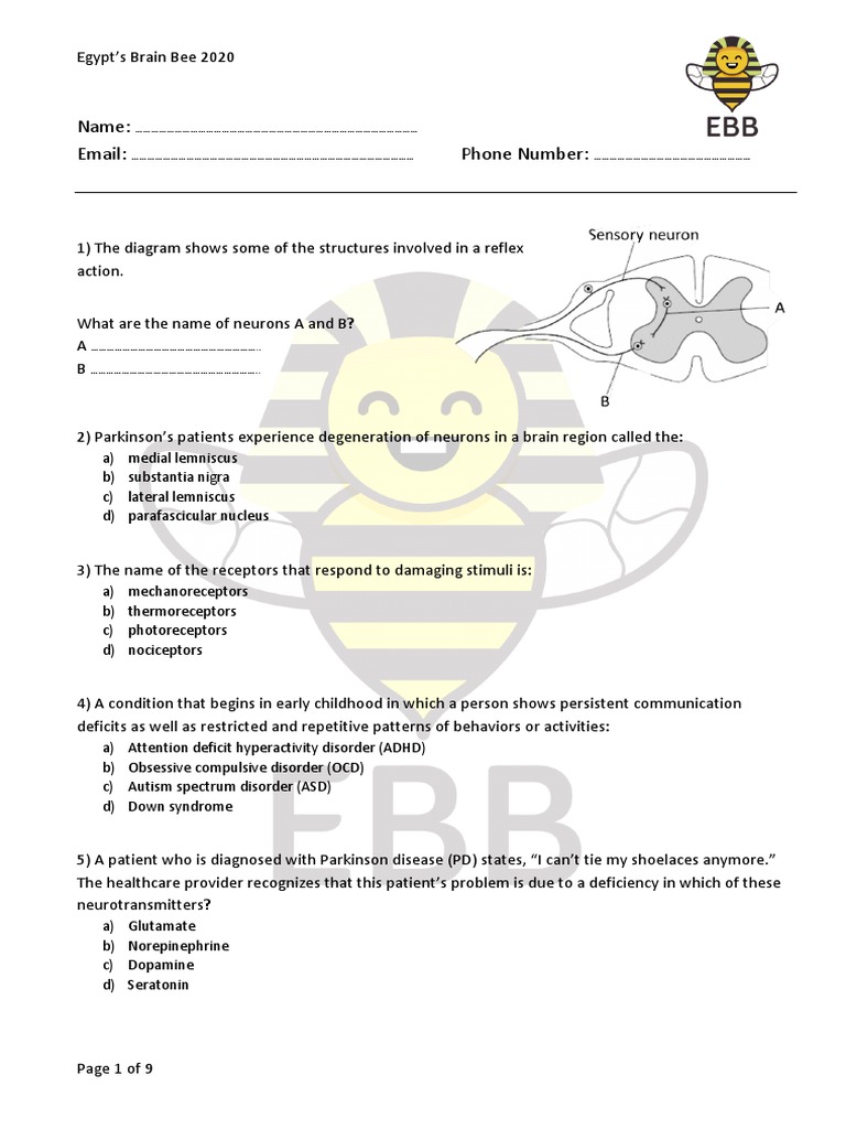EBB 2020 Phase 1 Test | PDF | Brain | Memory