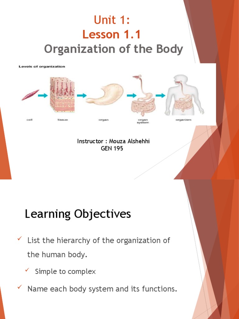 Lesson 1.1 - Body Systems | PDF | Human Body | Homeostasis