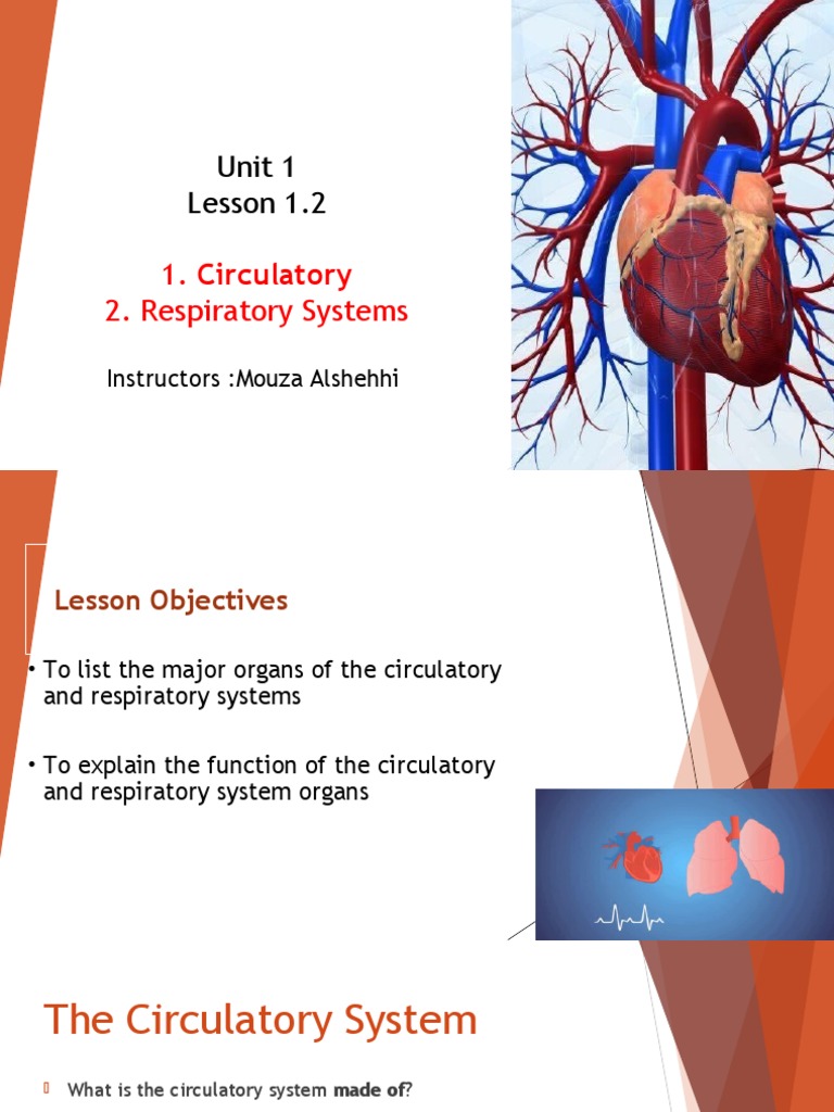 Lesson 1.2 - Circulatory and Respiratory Systems | PDF | Circulatory ...