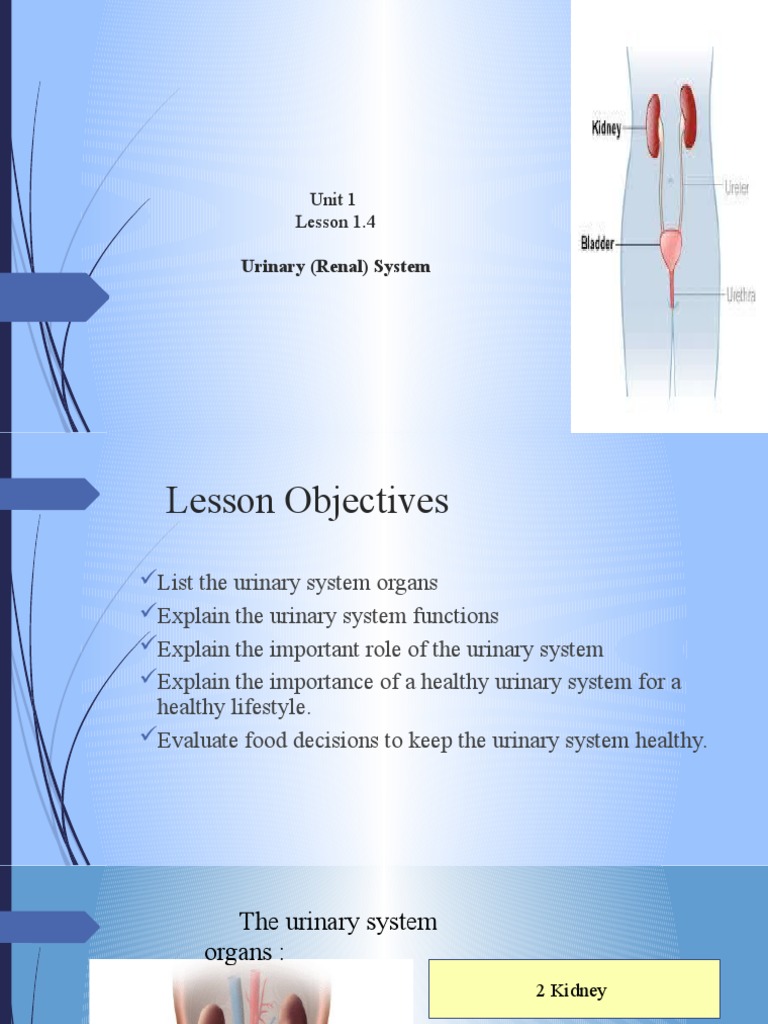 Lesson 1.4 - Renal System | PDF | Urinary System | Urine