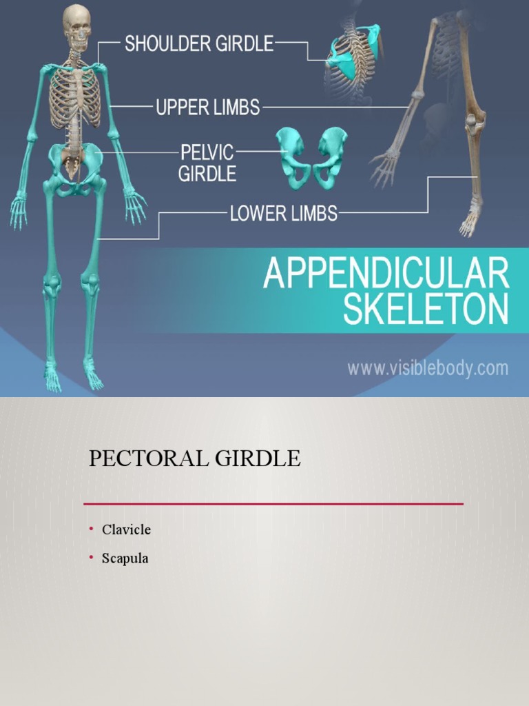 Appendicular Skeleton | PDF | Hip | Pelvis