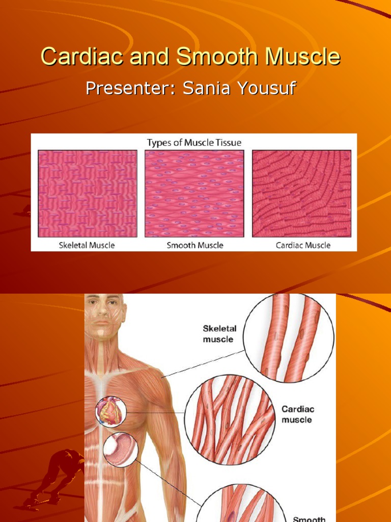 Cardiac and Smooth Muscles | PDF | Muscle Contraction | Cardiac Muscle
