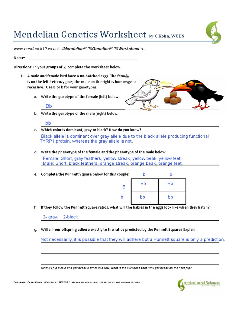 Mendelian Genetics Worksheet | PDF | Genotype | Dominance (Genetics)