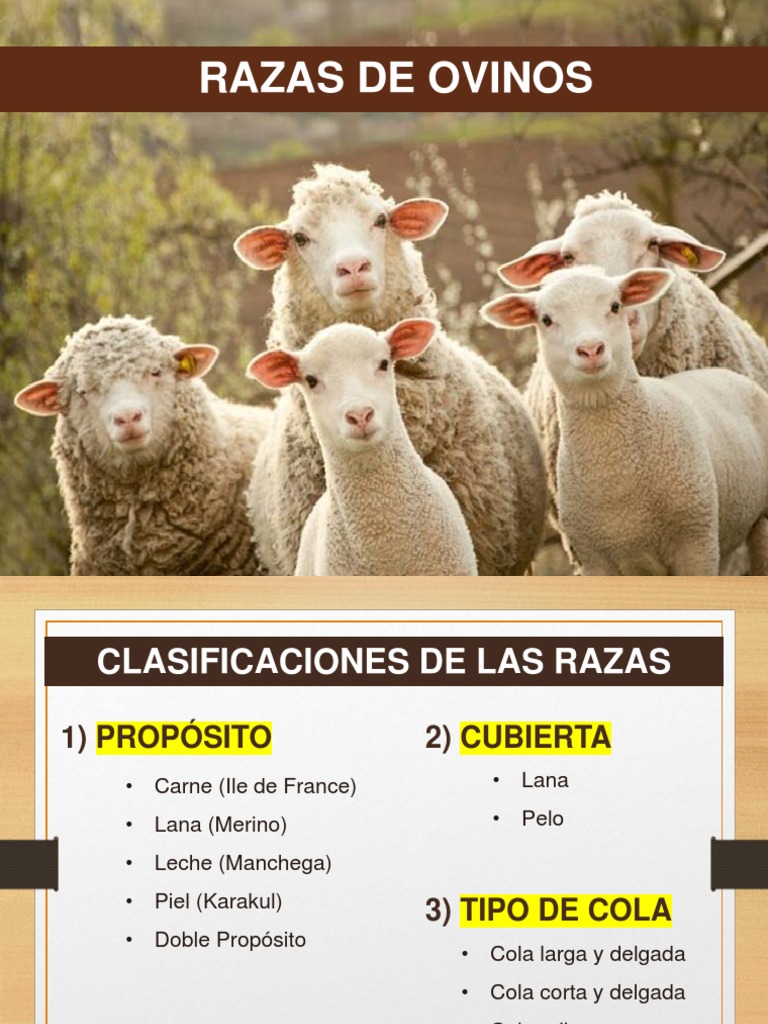 Razas Ovinas: Clasificación y Usos | PDF | Lana | Carne
