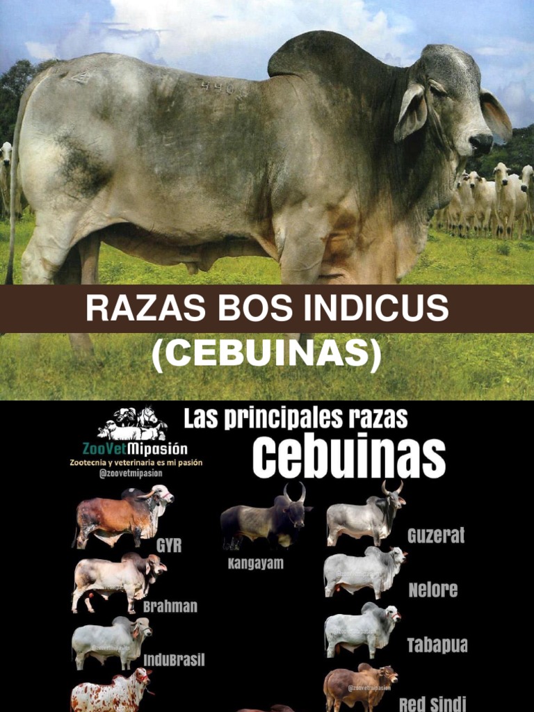 3 - Razas Carne Bos Indicus | PDF | Razas de animales | Vacas
