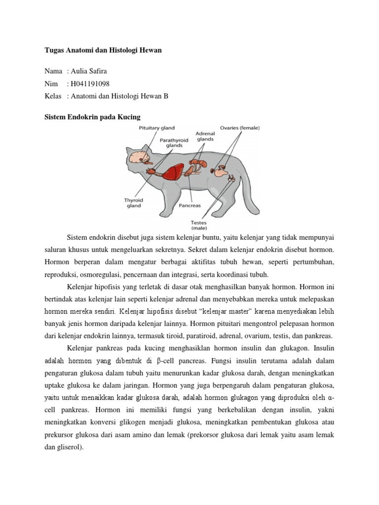 Sistem Endokrin Kucing: Fungsi dan Hormon | PDF