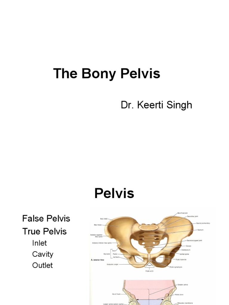 Pelvic Anatomy for Medical Students | PDF | Pelvis | Musculoskeletal System