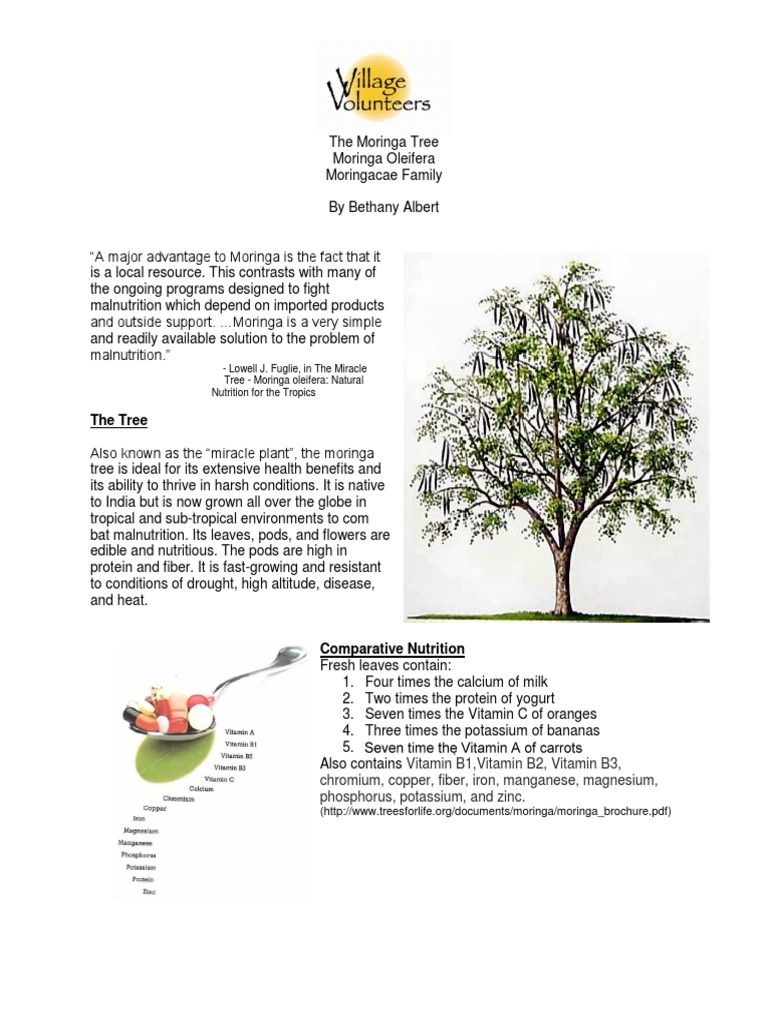 The Tree: - Lowell J. Fuglie, in The Miracle Tree - Moringa Oleifera ...