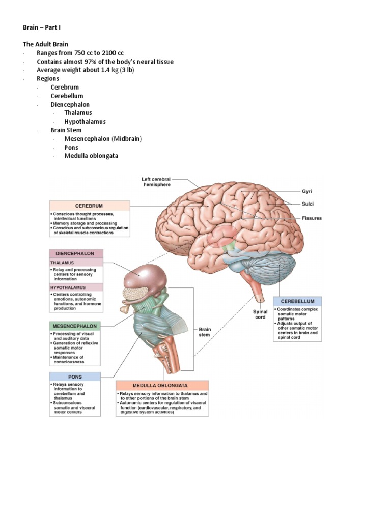 Brain Parts I and II Handouts Sp11 | PDF | Cerebral Cortex | Cerebrum