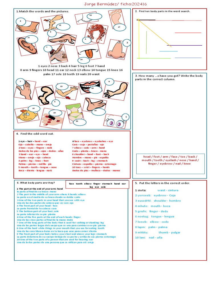 Ejercicio Body Parts + | PDF | Mano | Sistema musculoesquelético