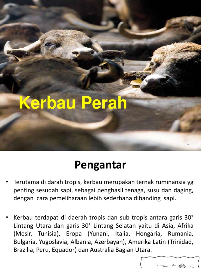 Kambing Dan Kerbau Perah | PDF