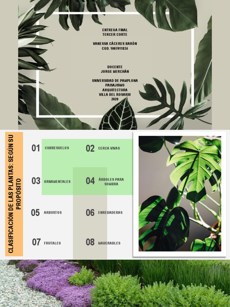 Cubresuelos y cercas vivas para paisajismo | PDF | Pera | Forma de vida ...