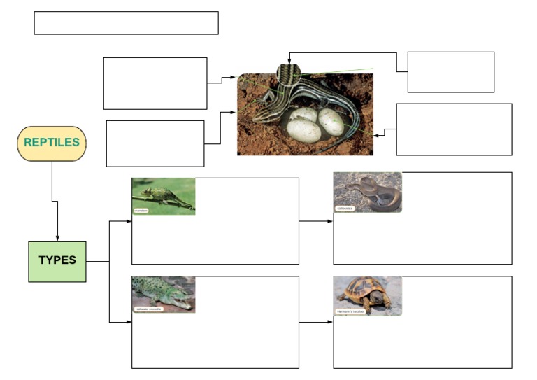 55000030.reptiles Mind Map | PDF