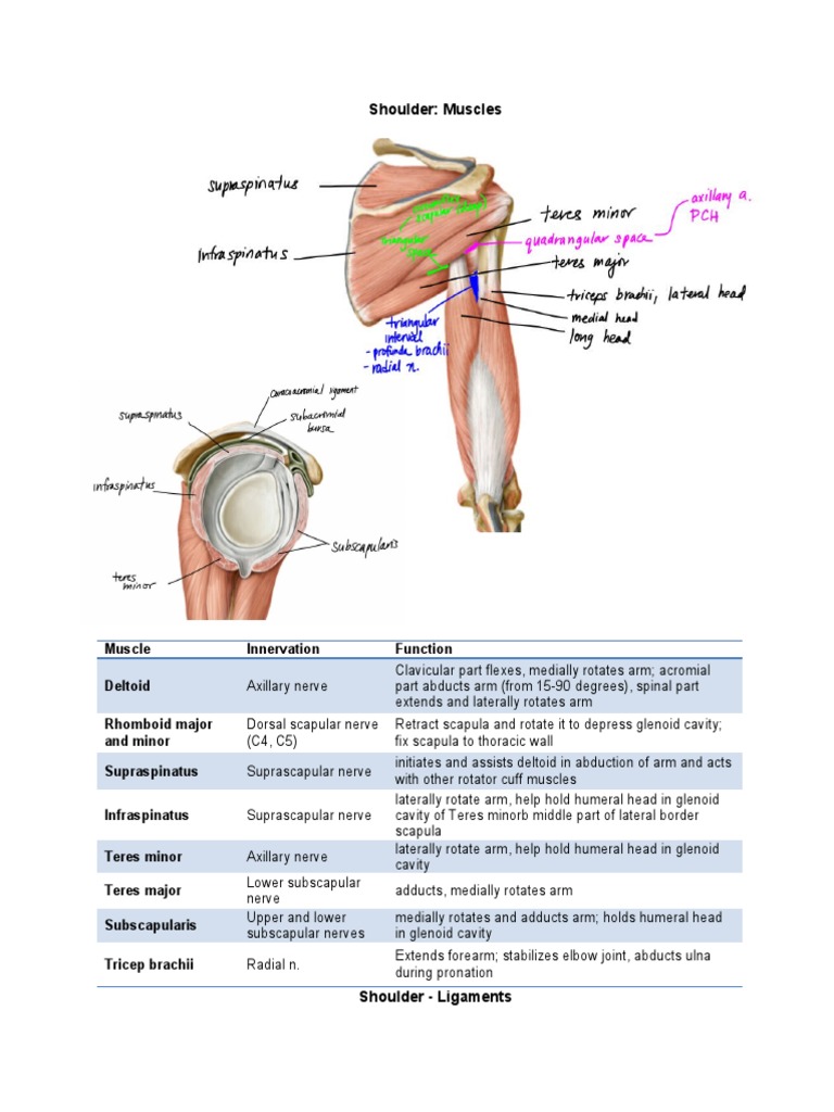 Anatomi Bahu | PDF | Shoulder | Arm