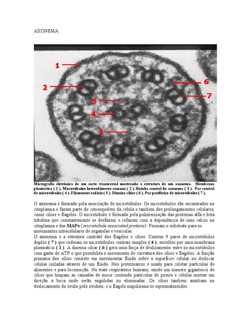 AXONEMA 1 | Microtúbulo | Mitose