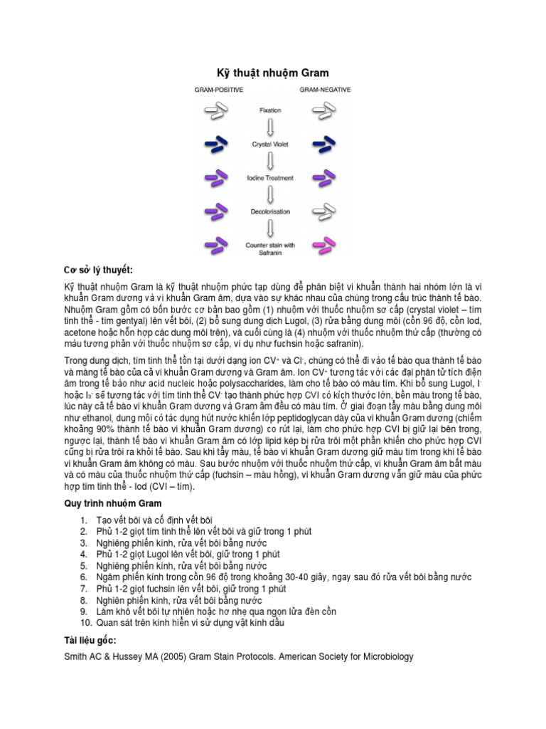 Ky Thuat Nhuom Gram | PDF