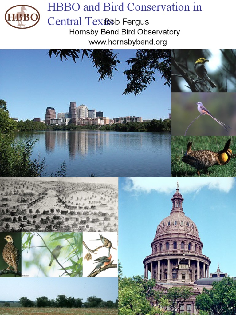 Rob Fergus Hornsby Bend Bird Observatory | PDF | Austin | Dinosaurs