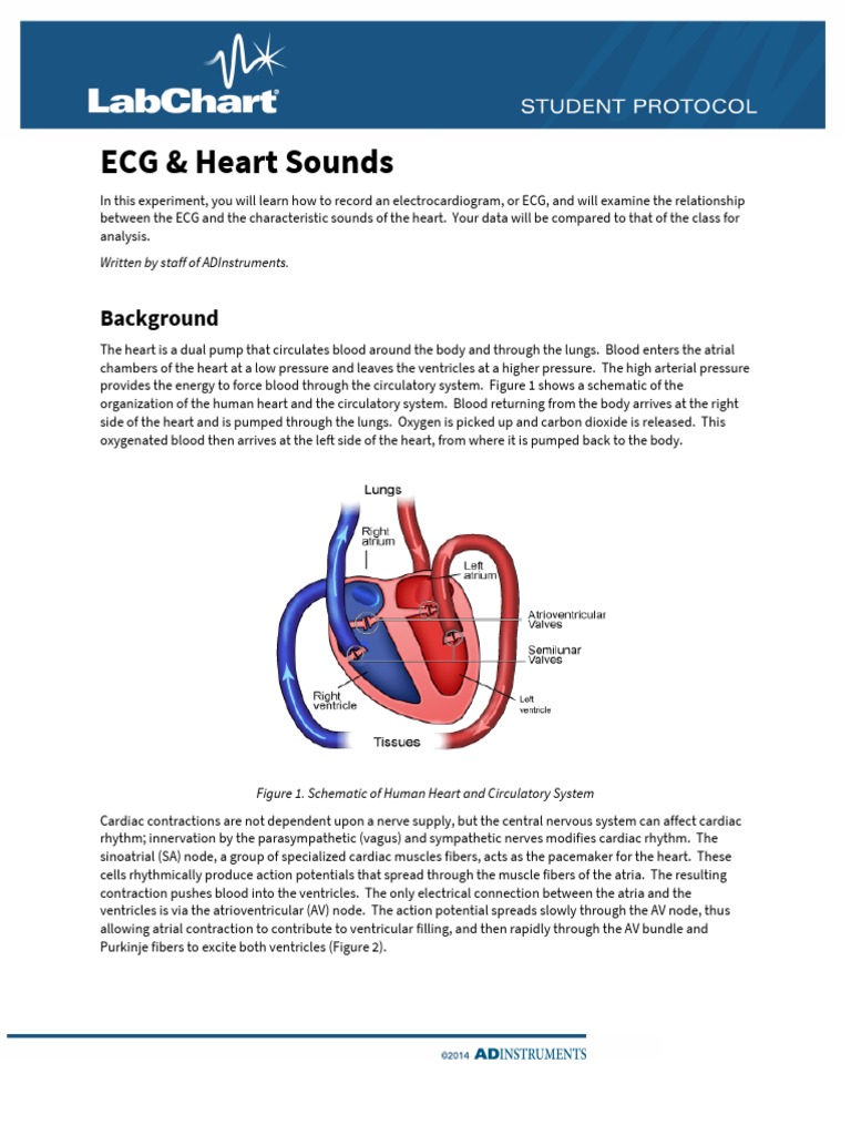 Student Protocol | PDF | Heart Valve | Ventricle (Heart)