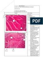 Laporan Praktikum Histologi Jaringan Dasar, Jaringan Epitel Dan Jaringan Ikat | PDF | Sains ...