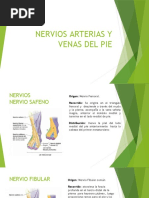 Inervación del Pie y sus Nervios | PDF | Dedo del pie | Pie