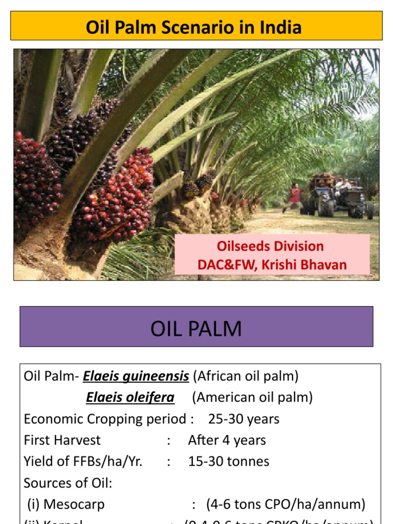 Oil Palm Cultivation in India Overview | PDF | Palm Oil | Oils