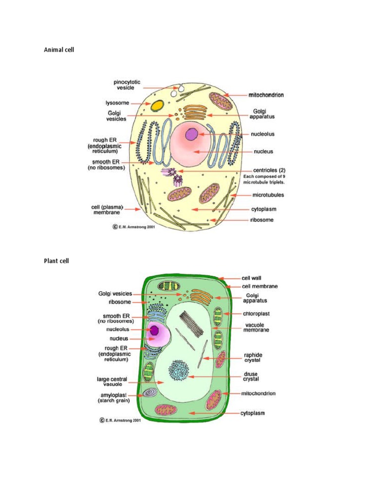 Nota Cell | PDF | Cell (Biology) | Endoplasmic Reticulum