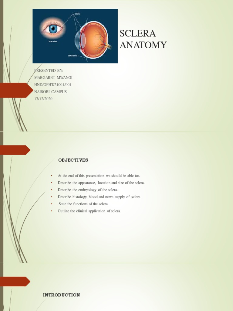 Sclera Anatomy | PDF | Vein | Anatomy