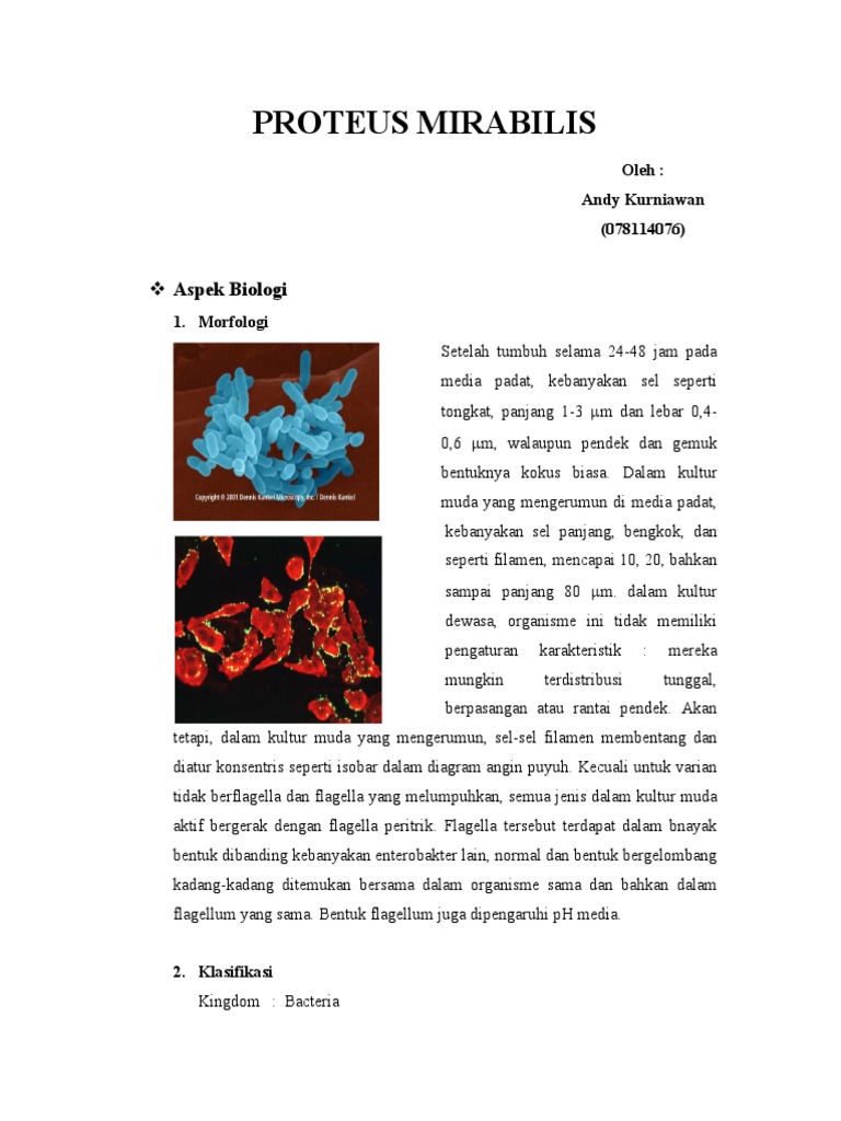 Proteus Mirabilis | PDF