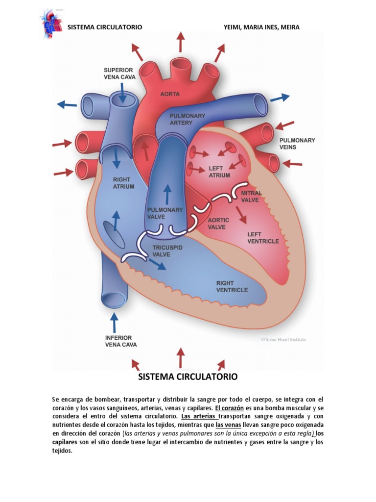 Partes Del Corazón y Sus Funciones | PDF | Vena | Corazón