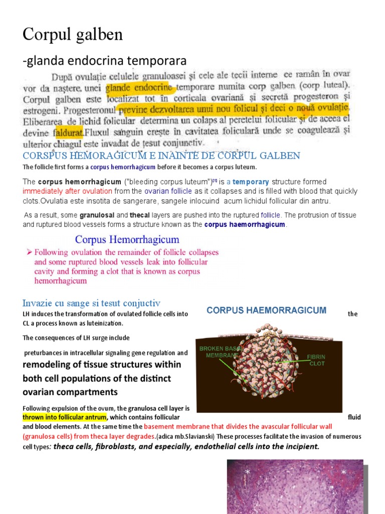 Corpul Galben: - Glanda Endocrina Temporara | PDF | Glands | Mammal ...