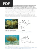 Kitab Ar Ruh Ibn Qoyyim Dan Terjemah | PDF