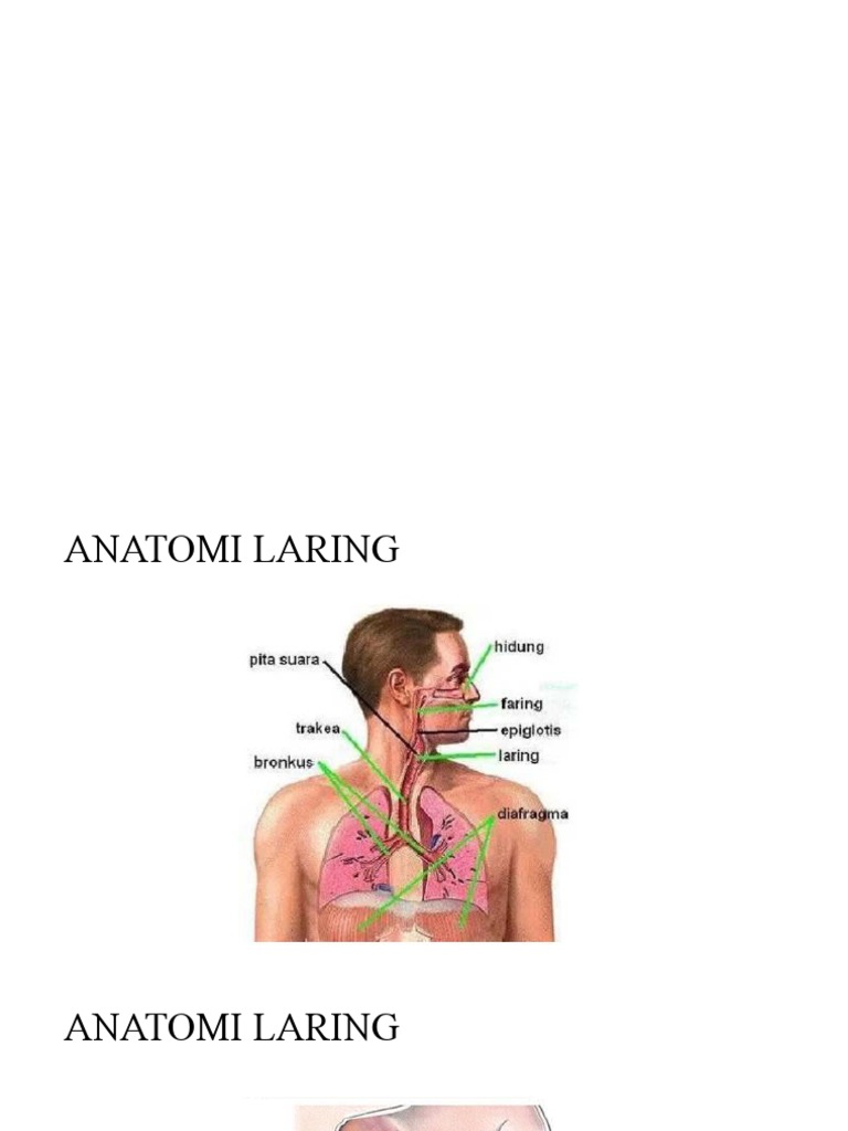 Anatomi Laring | PDF