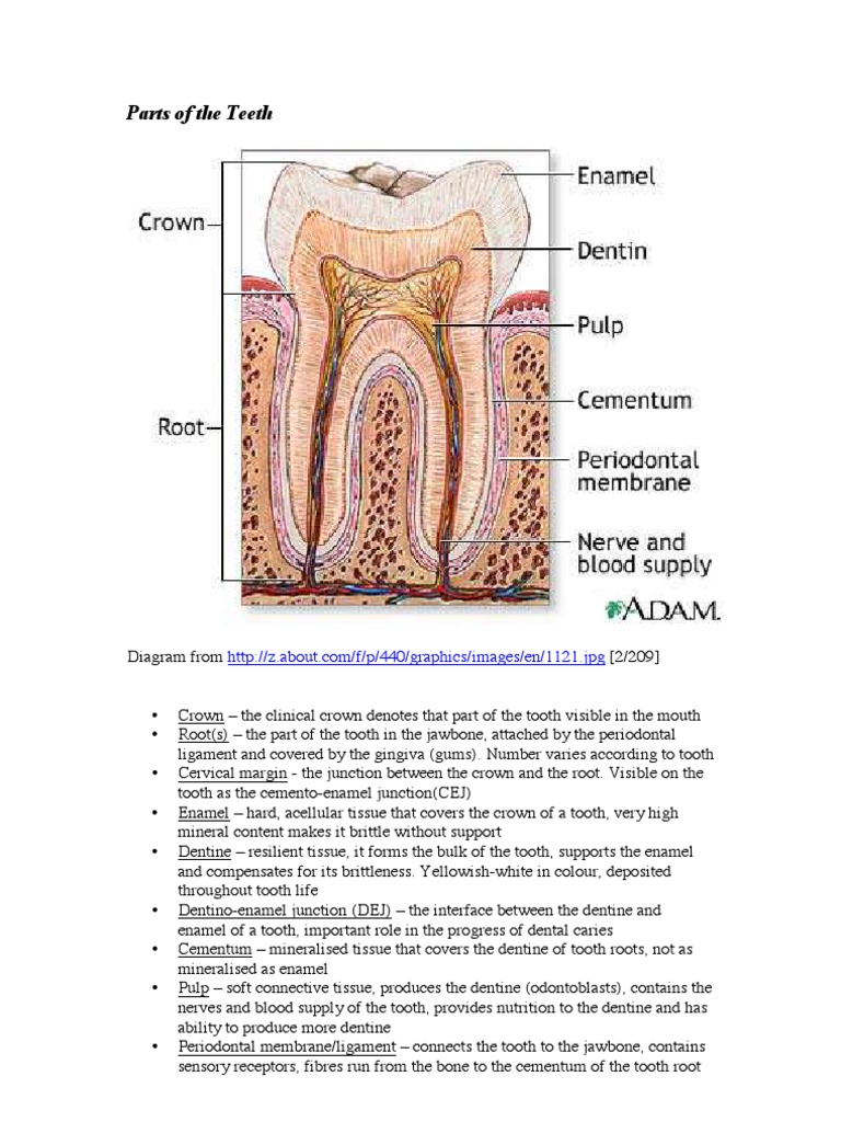 The Healthy Mouth Notes | PDF | Human Tooth | Tooth