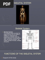 Skeletal System Grade 4 | PDF | Skeleton | Bone