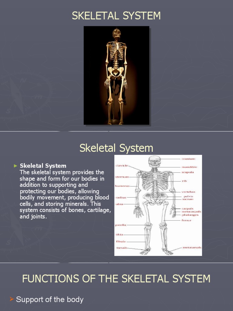 Skeletal System and Muscular System - REPORT | PDF | Anatomical Terms ...