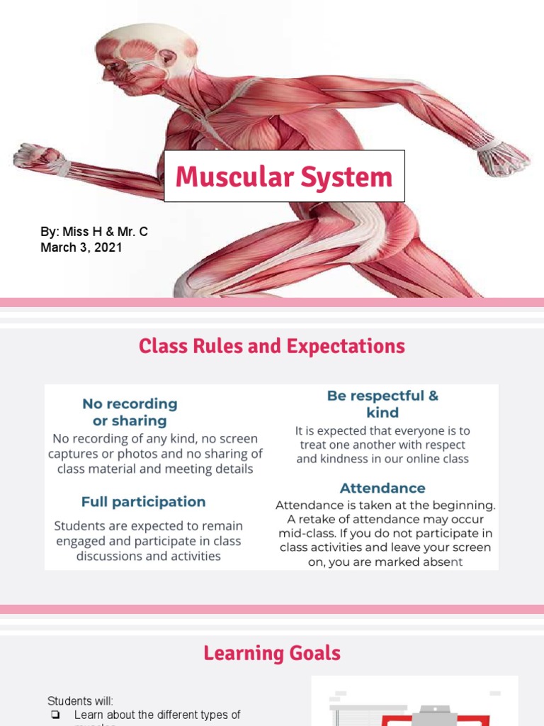 Muscular System | PDF | Musculoskeletal System | Limbs (Anatomy)