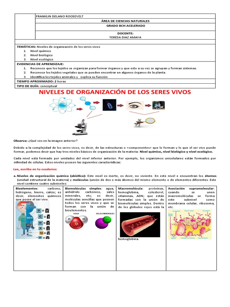 Niveles de Organizacion Repaso | PDF | Tejido (biología) | Organismos