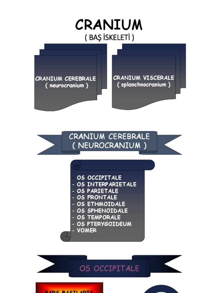 Anatomy of the Cranium: A Comprehensive Review of the Bones that ...