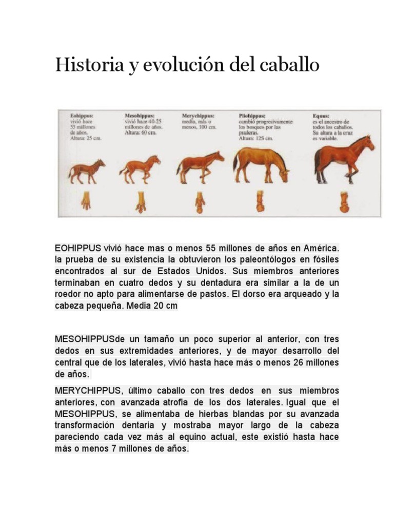 Historia y Evolución Del Caballo | PDF