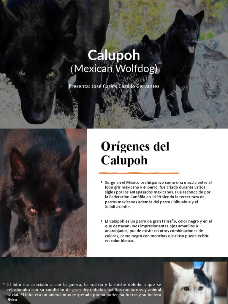Calupoh: El Perro Lobo Mexicano | PDF | México | Enfermedades animales