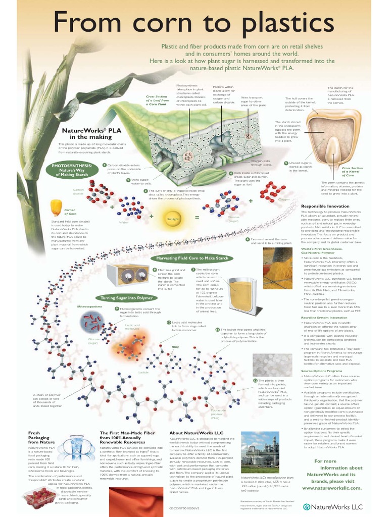 From Corn To Plastics: Natureworks Pla in The Making | PDF | Plants | Leaf