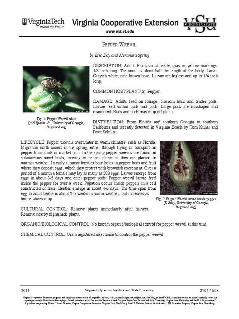 By Eric Day and Alexandra Spring: Fig. 1: Pepper Weevil Adult (A N ...